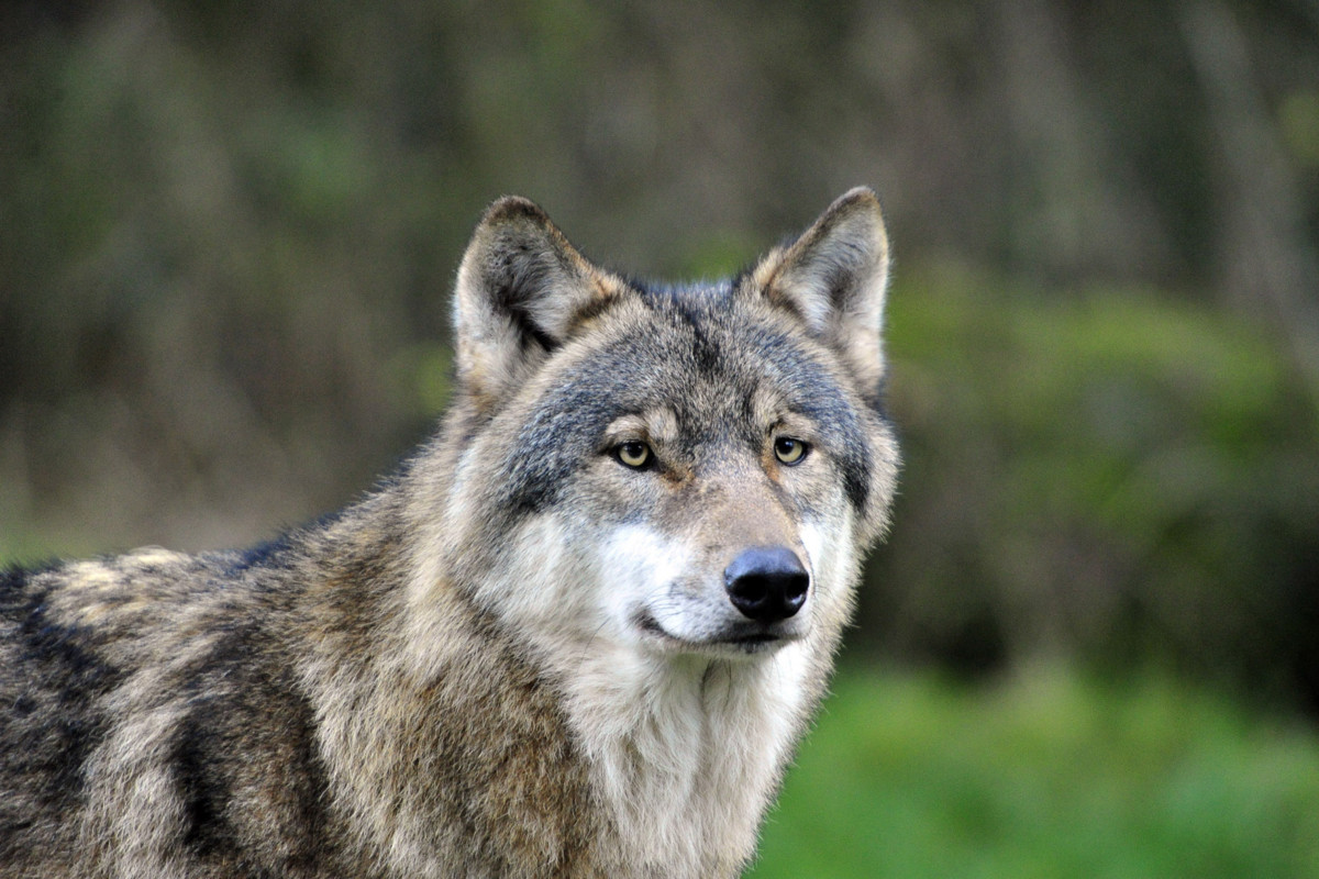 Wolf-Fans aufgepasst! - Tipps für Kids